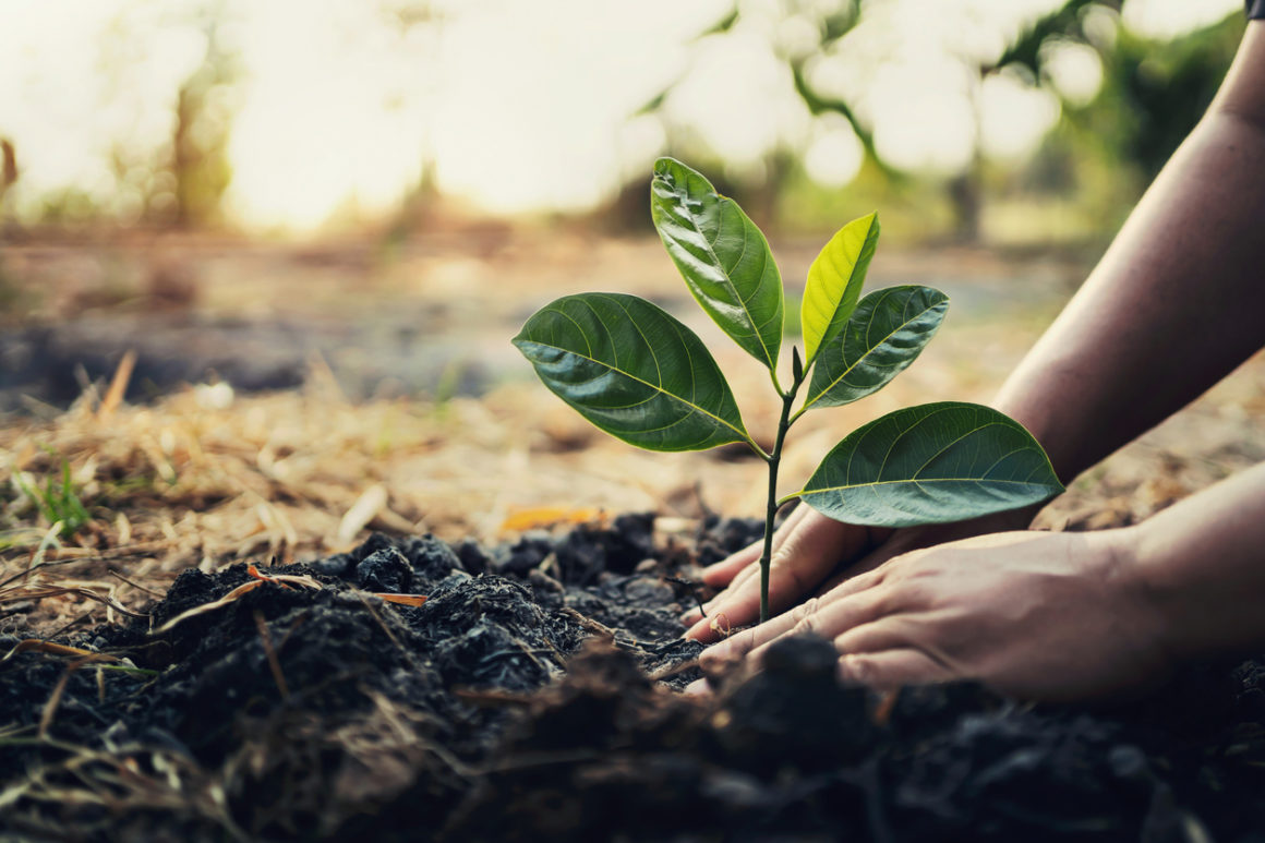 Go Paperless, Plant a Tree – One to One